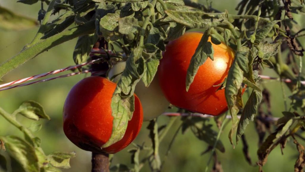 Choctaw (Oklahoma) - Tribal Extension