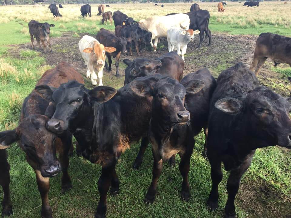 Florida Archives - Tribal Extension